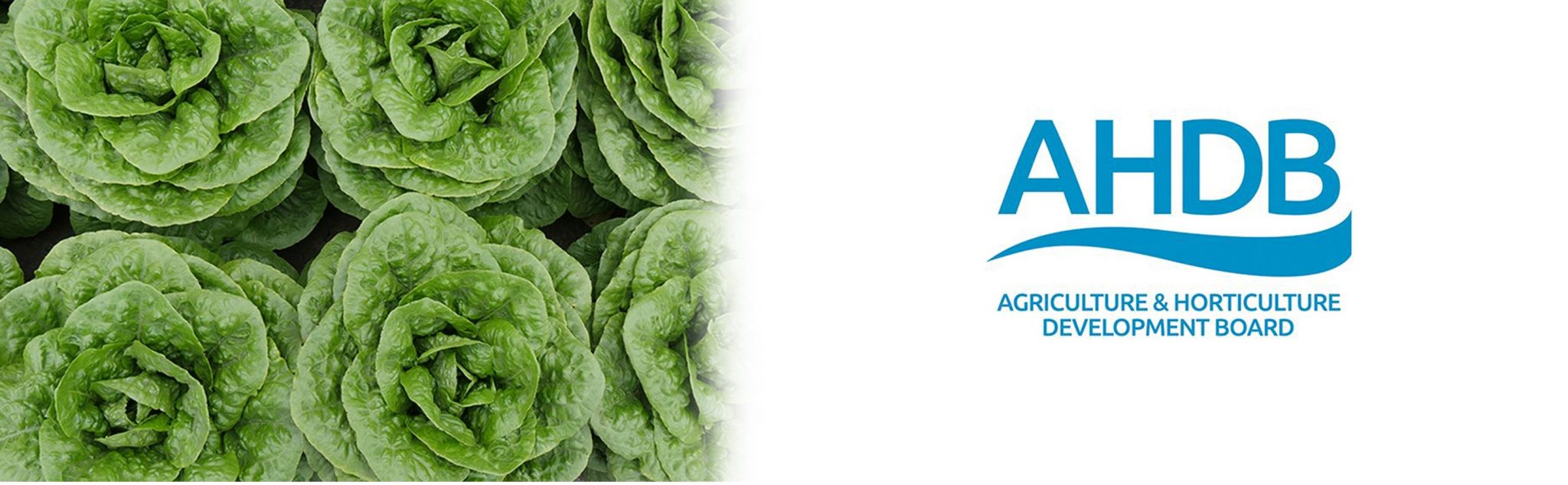 British Growers News Update - AHDB Strategy - British Growers Association